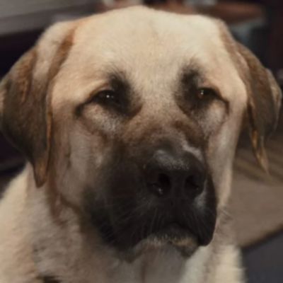 Butch The Dog (1989-2015) | Obituary