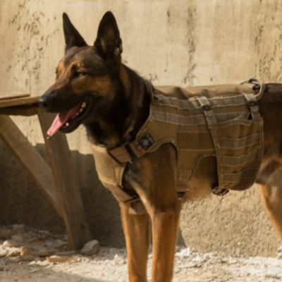 Max The dog (2006-) | Obituary