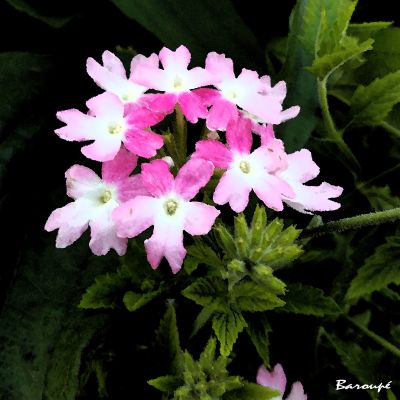 Daisy Glenn-Lyles (1922-2018) | Obituary