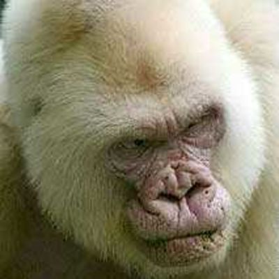 snowflake gorilla born