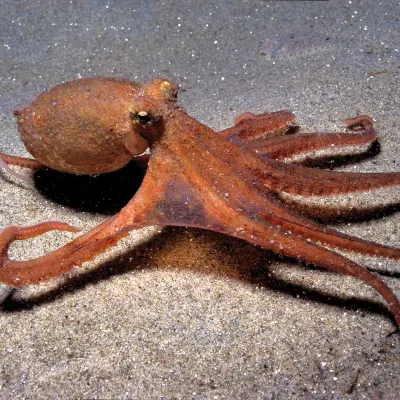 Greg Octopus (2008-2013) | Obituary